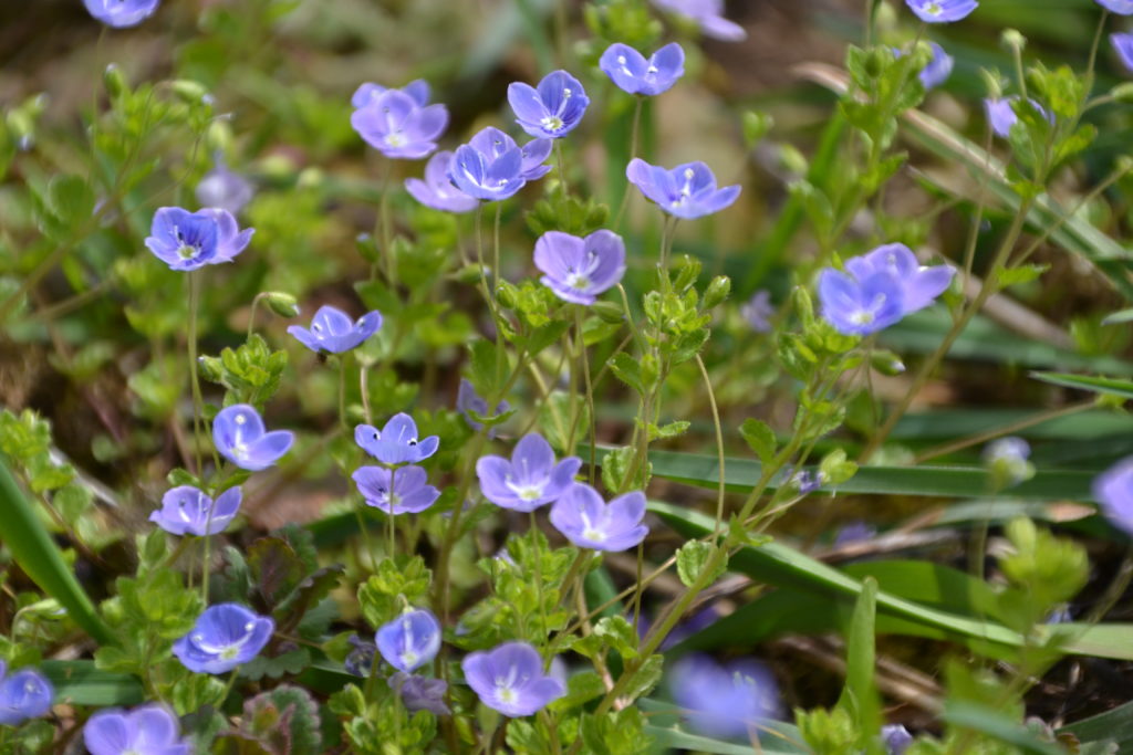 Gamander-Ehrenpreis – Naturgartenglück
