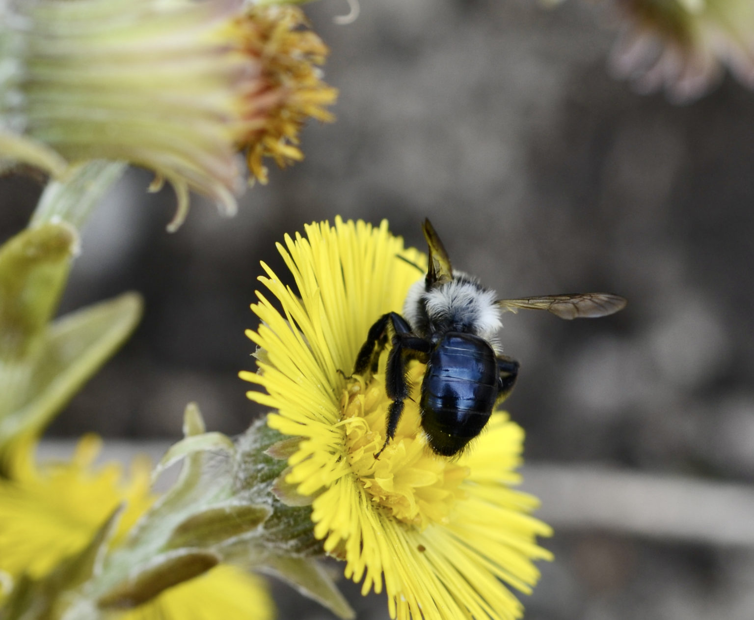 Graue Sandbiene, Andrena cineraria – Naturgartenglück