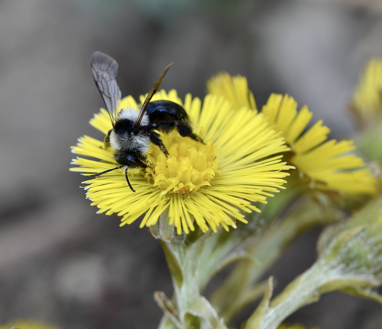 Graue Sandbiene, Andrena cineraria – Naturgartenglück